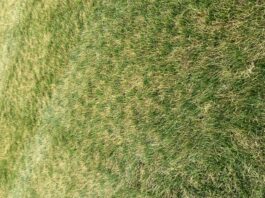 TurfFiles | NC State Extension