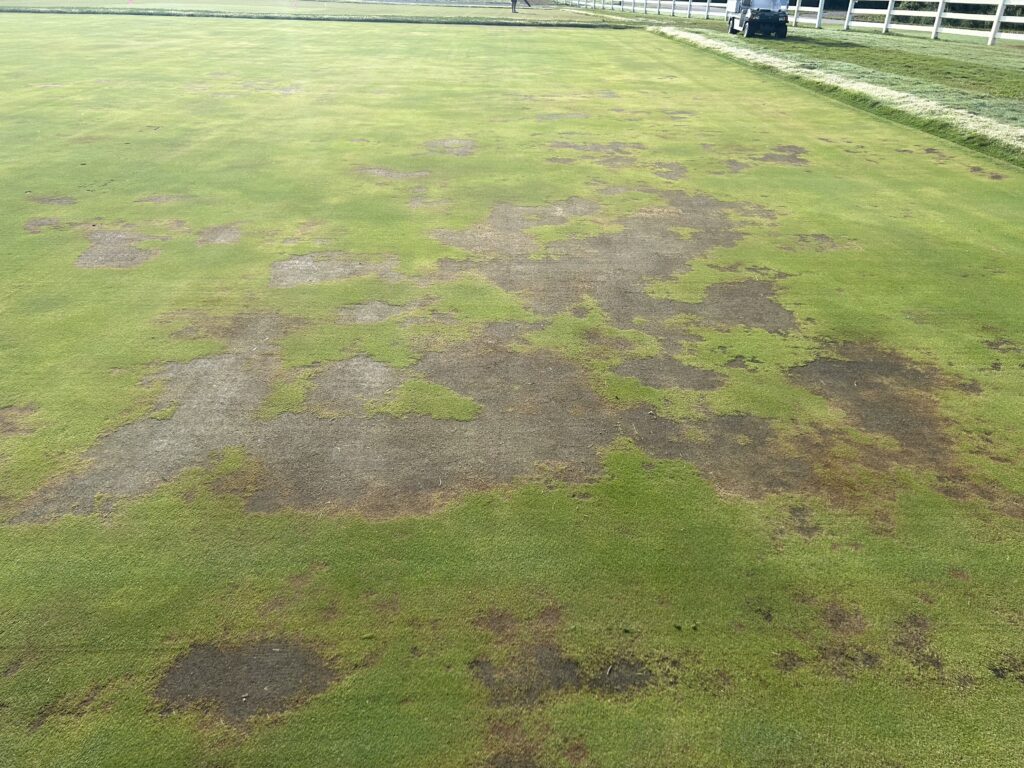 TurfFiles | NC State Extension