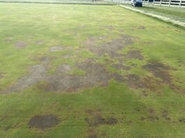 TurfFiles | NC State Extension